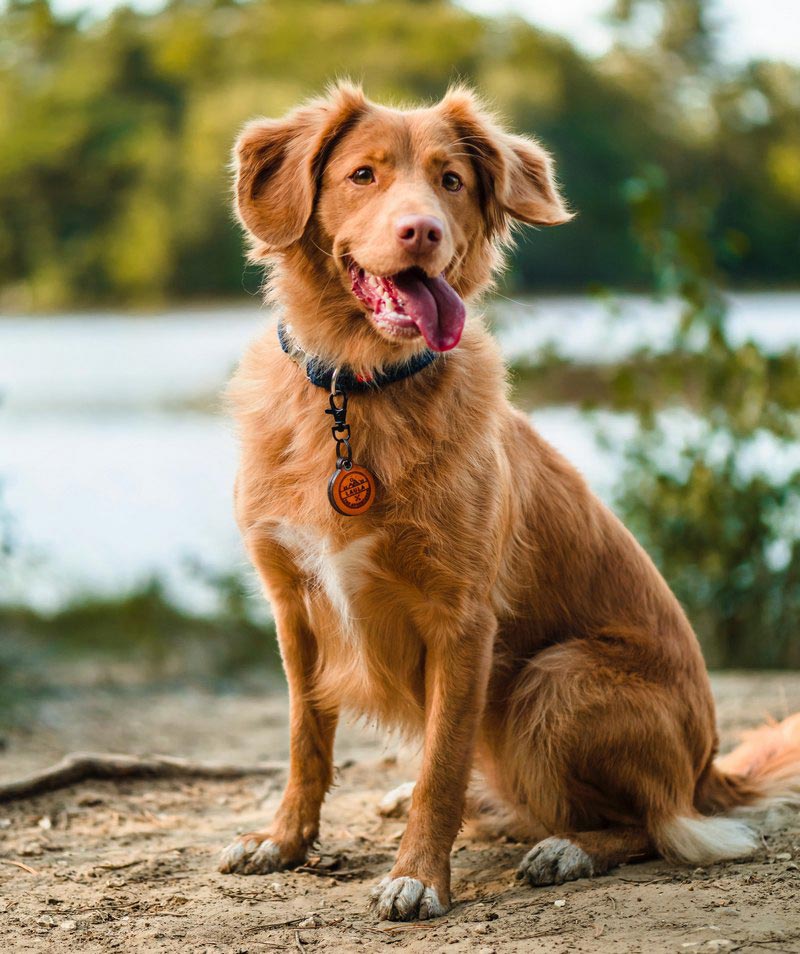 Resources for After Hours Care - Concord Veterinary Hospital