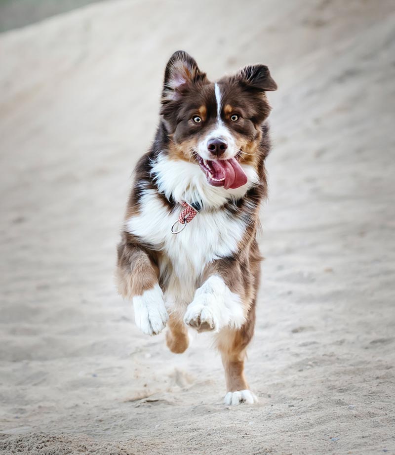 Payment Options - Concord Veterinary Hospital